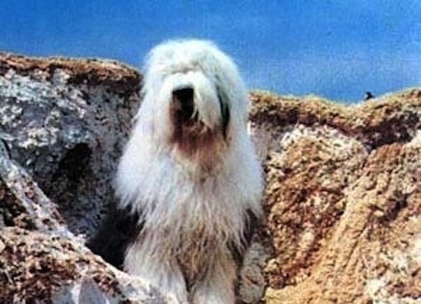 Picture of Digby, the Biggest Dog in the World