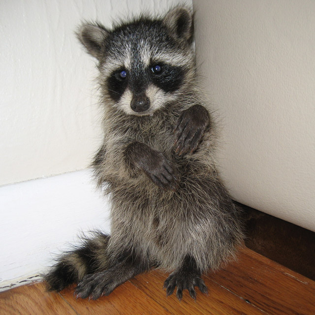 Baby Raccoon