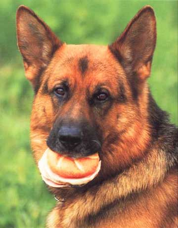 Picture of Kommissar Rex (1994-2008)