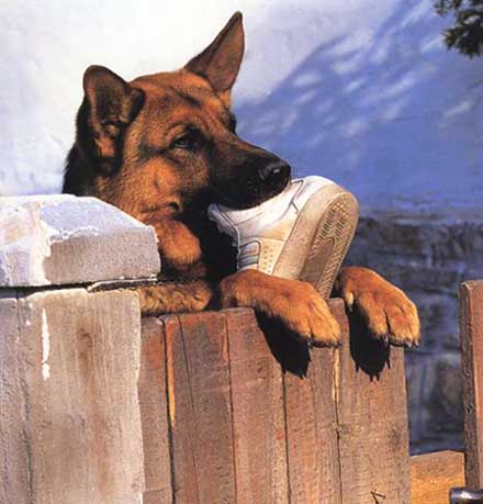 Picture of Kommissar Rex