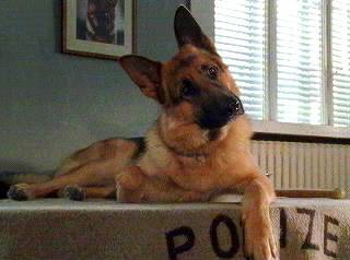 Kommissar Rex picture