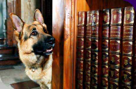 Picture of Kommissar Rex