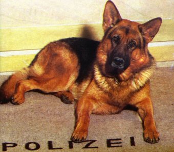 Picture of Kommissar Rex