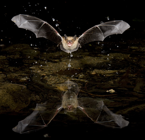 Bat drinking