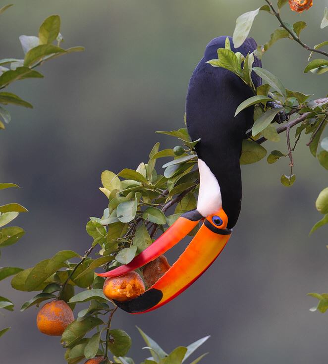 toucan