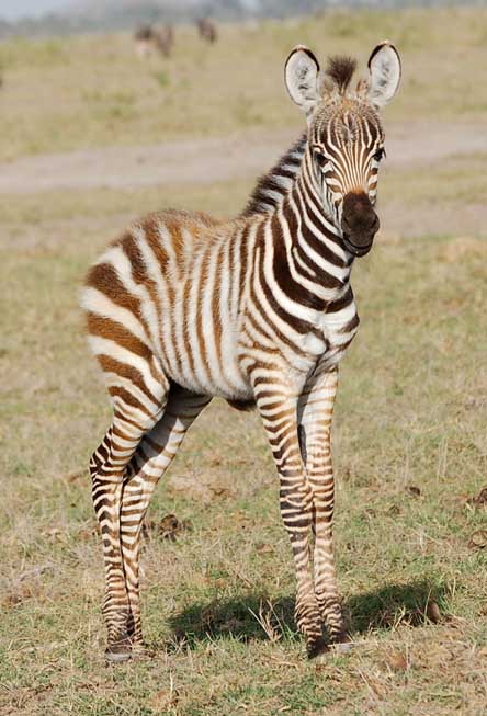 Baby Zebra in Amboseli National Park