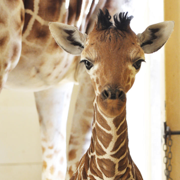 Baby Giraffe