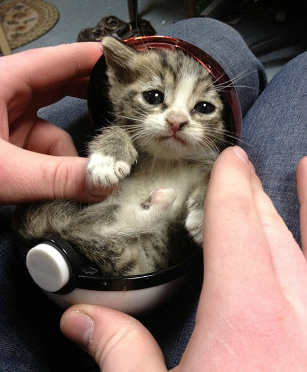 Kitten in pokemon ball