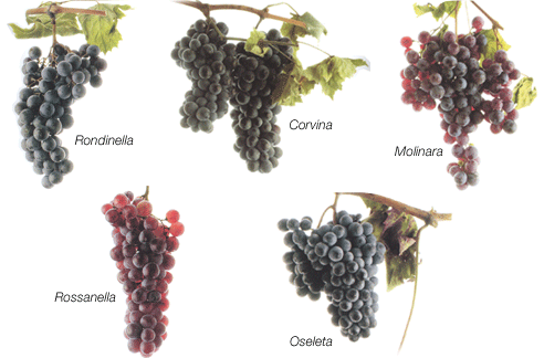 Grape Varieties