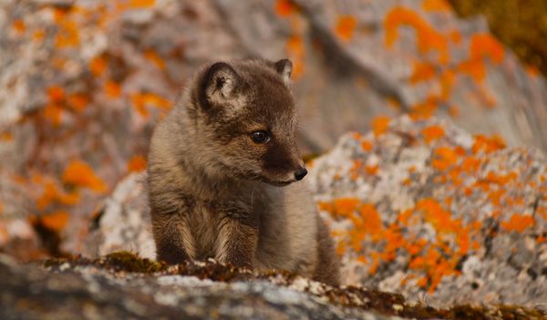 Fox Cub