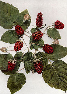 Picture of Loganberry