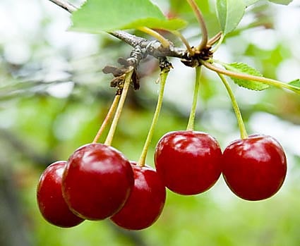 Sour Cherry image