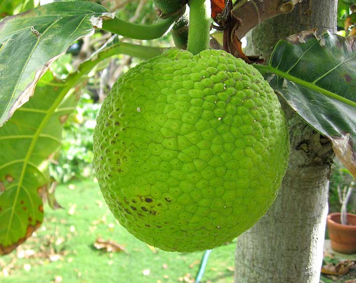 Picture of Breadfruit