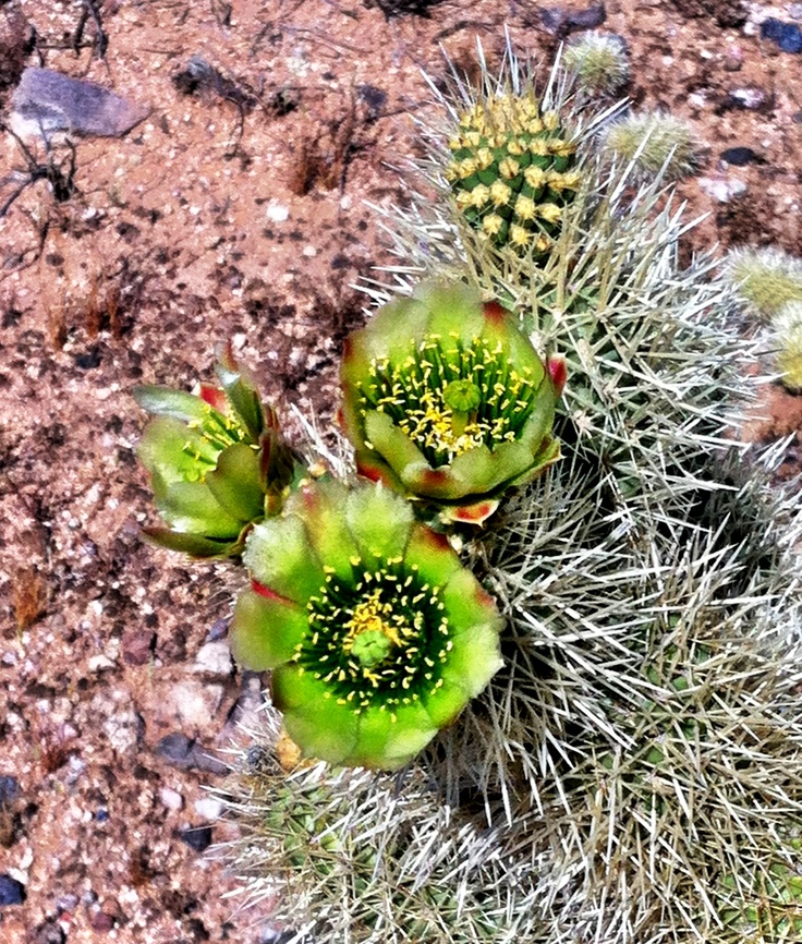 Jumping Cholla Cactus Flower