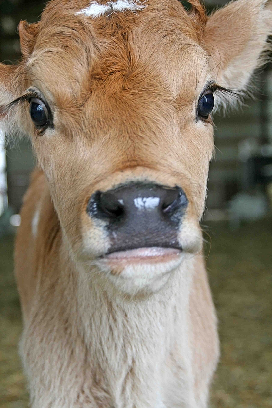 Calf
