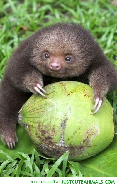 Baby Sloth & Coconut