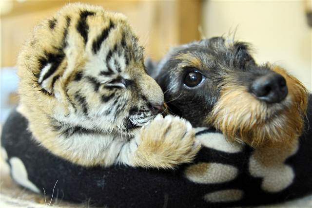 Tiger Cub & Dog
