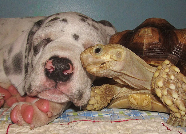 Dog & Tortoise