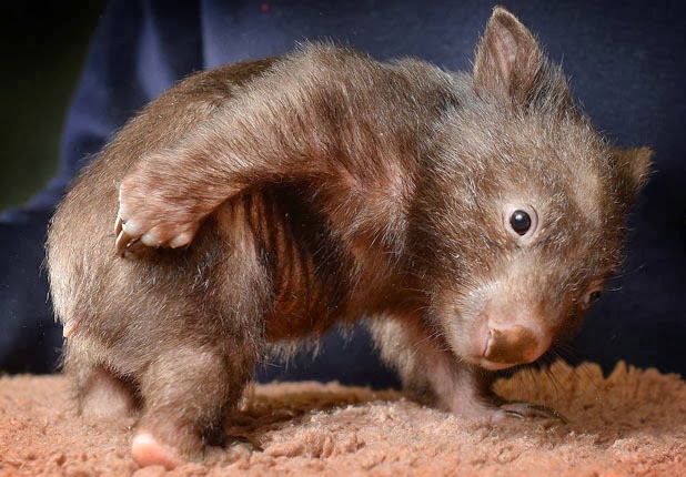 Baby Wombat