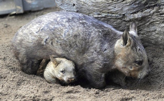Wombat & Baby