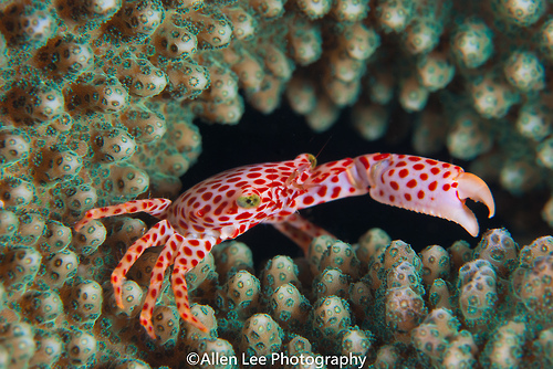 Red Spotted Coral Guard Crab