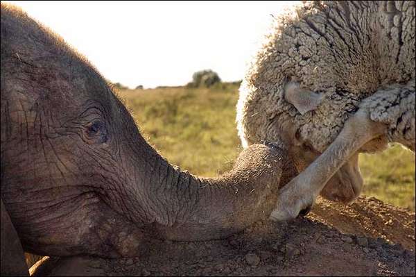 Elephant & Sheep