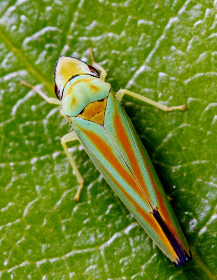 Listal - List the stuff you love! Movies, TV, music, games and books