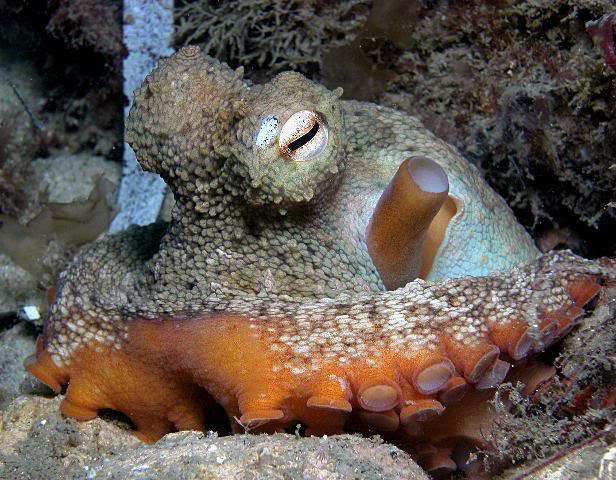 Gloomy Octopus (Common Sydney Octopus)