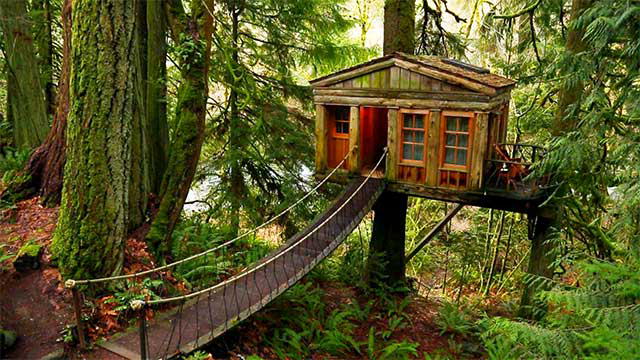 Picture of Treehouse Masters