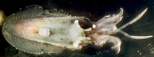 Comb-finned Squid