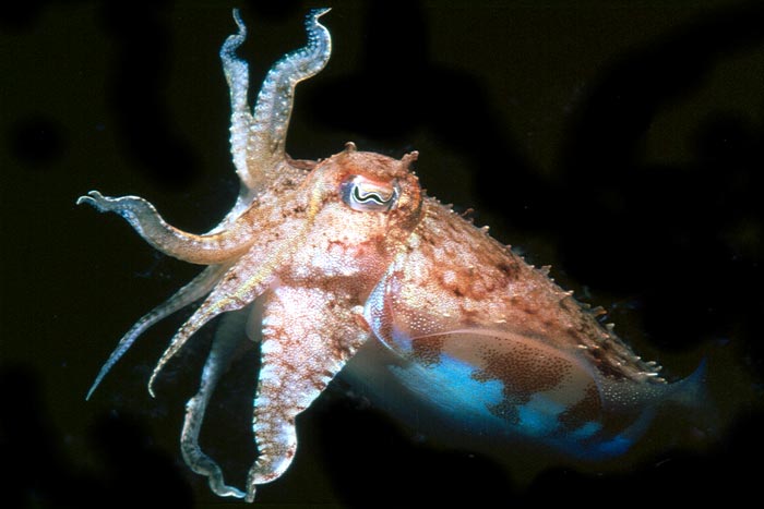Cuttlefish