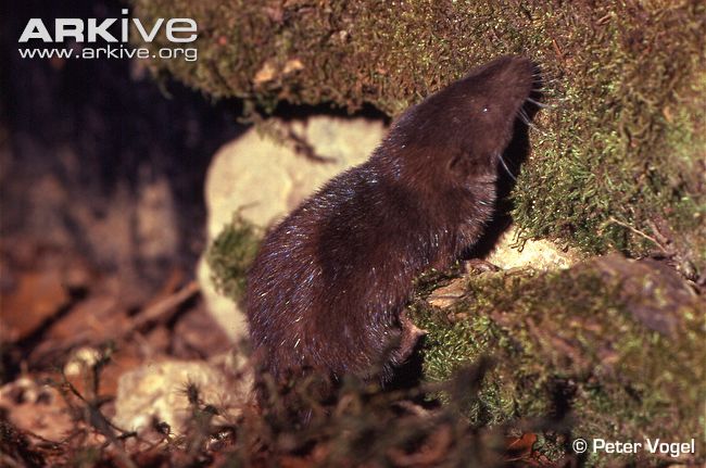 Nimba Otter Shrew