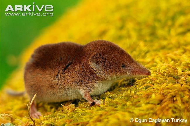 Pygmy Shrew