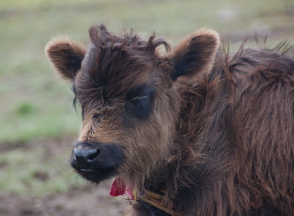Baby Yak