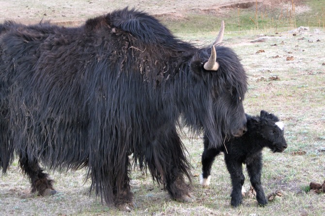 Yak & Calf
