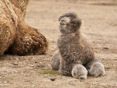Baby Bactrian Camel