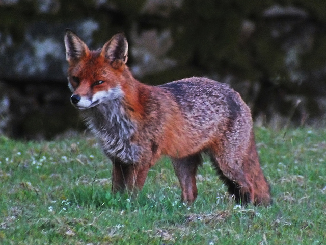 The Belstone Fox picture