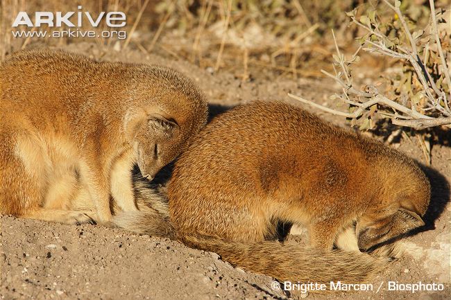 Yellow Mongooses sleeping