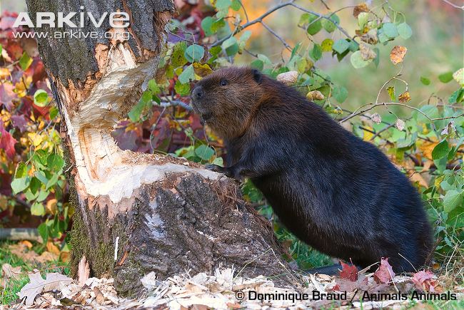 North American Beaver felling a tree