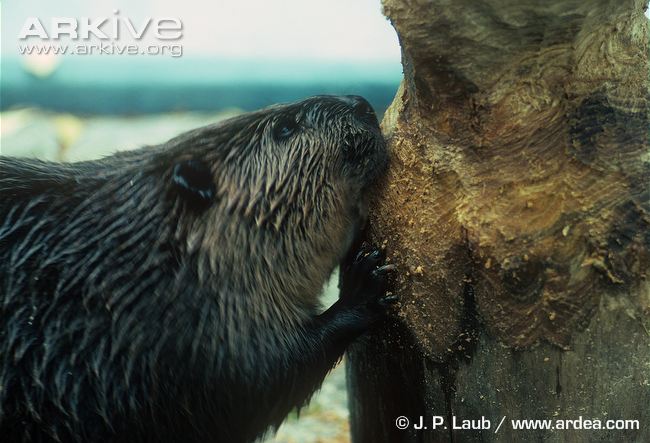 Eurasian Beaver gnawing at a tree trunk