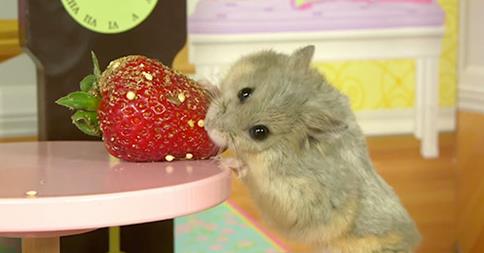 Hamster eating a strawberry
