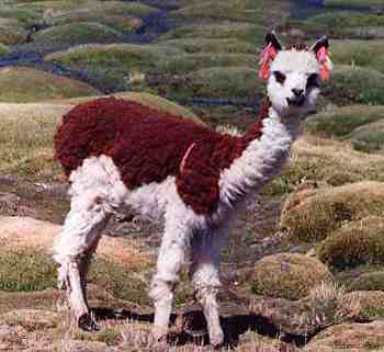 Alpaca in Chile