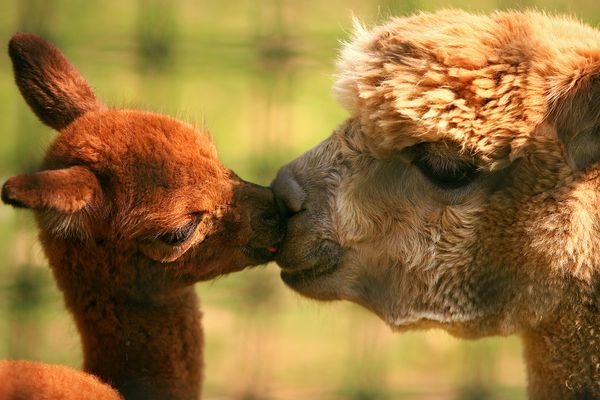 Alpaca & baby