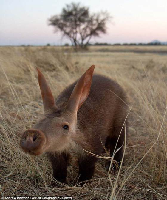 Aardvark