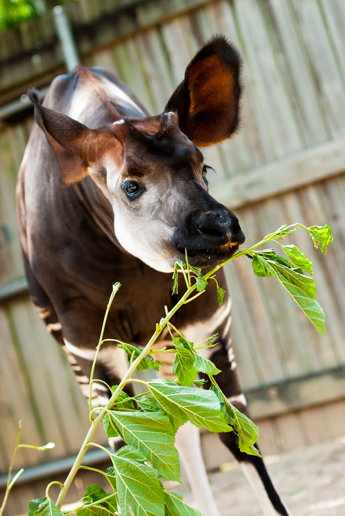 Okapi feeding