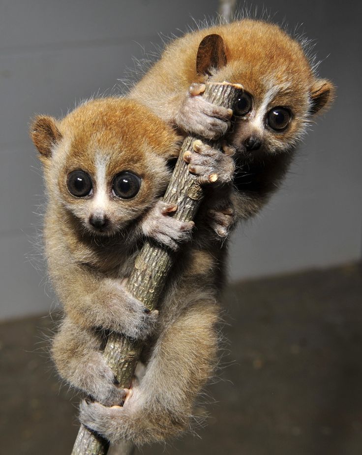 slow loris babes