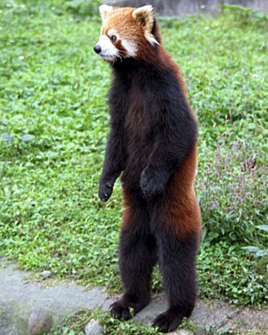 Red Panda standing on its hind legs