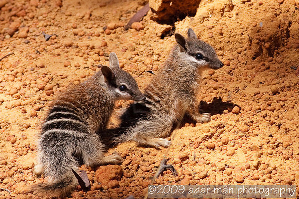 Baby Numbats