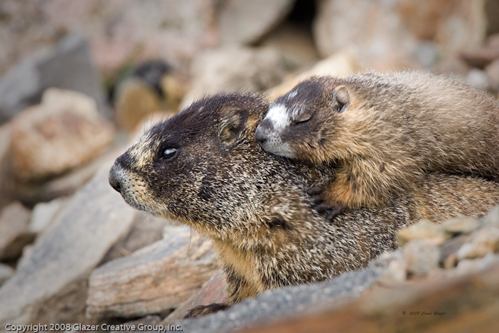 Yellow-bellied Marmot & pup