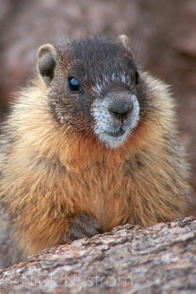 Yellow-bellied Marmot (Rock Chuck)